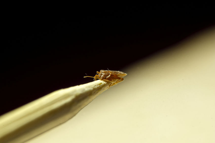 Information about pests | Abate Pest Control