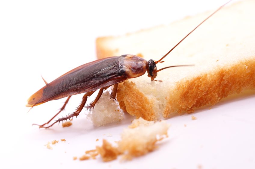Information about pests | Abate Pest Control
